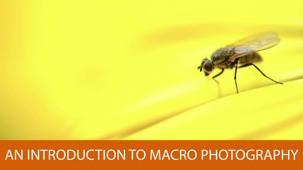 An Introduction to Macro Photography – DSLR Guru